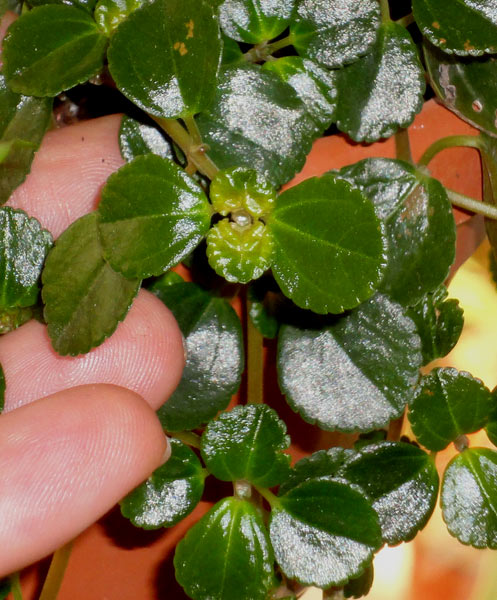 Ампельное с мелкими листиками PILEA DEPRESSA - Помогите опознать ...